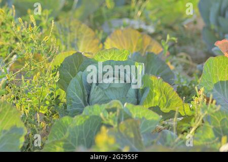 Fresh cabbage in a orchard at sunset Stock Photo - Alamy