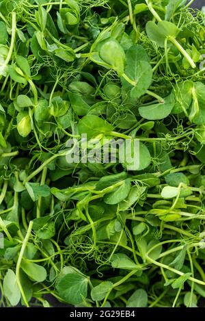 ingredients for sushi, fish, herbs, shrimp, sauce, lime, tobiko caviar ...