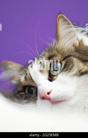 Adorable purple character with a happy face. Squishy dumpling ...