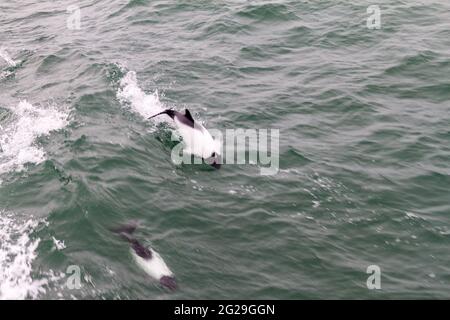 Commerson's dolphin (Cephalorhynchus commersonii) in Magellan Strait ...