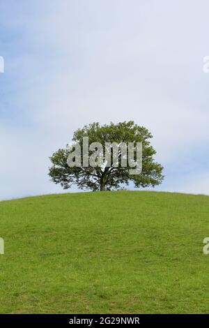 One Tree Hill - Sycamore tree as seen from car parking area of Burrow ...