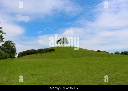 One Tree Hill - Sycamore tree as seen from car parking area of Burrow ...