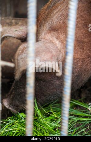 unfortunate piglet suffers trapped in a cage behind bars at a meat farm ...
