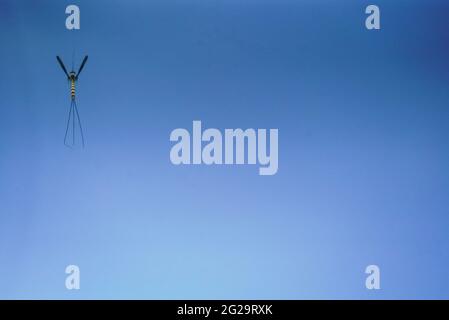 Mayfly in flight [2] Stock Photo - Alamy