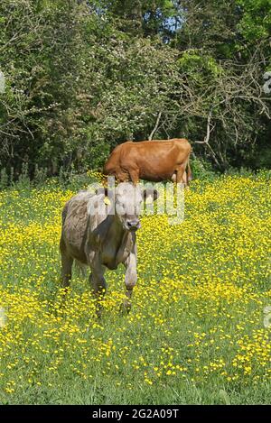 Dairy cow in a meadow of buttercups with it's calf Stock Photo - Alamy