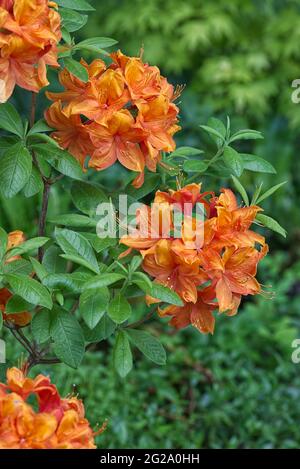 Flame azalea (Rhododendron calendulaceum). Flowering plant Stock Photo ...