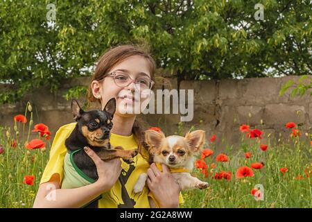 Girl with two chihuahuas in her arms in summer. Cute teenage girl on a ...