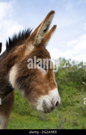 Donkey profile side view portrait in gray color Stock Photo - Alamy