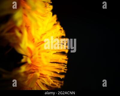 Closeup of a fiery orange common dandelion flower with its petals ...