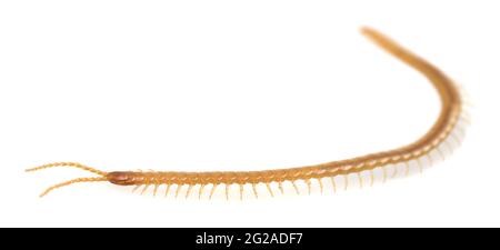 Soil centipede (Geophilomorpha Stock Photo - Alamy