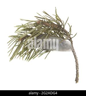 Pine-tree lappet, Dendrolimus pini moth on pine tree, this insect can ...