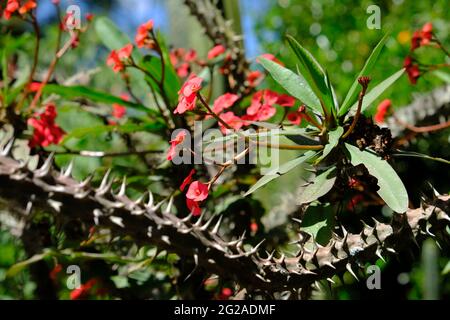 Ecuador Quito - Quito Botanical Garden cactus flower Stock Photo - Alamy