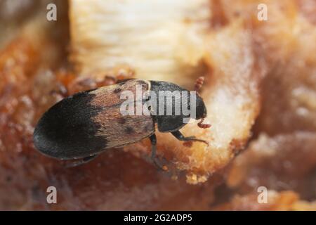 Larder beetle, Dermestes ladarius on meat, this beetle can be a pest in ...