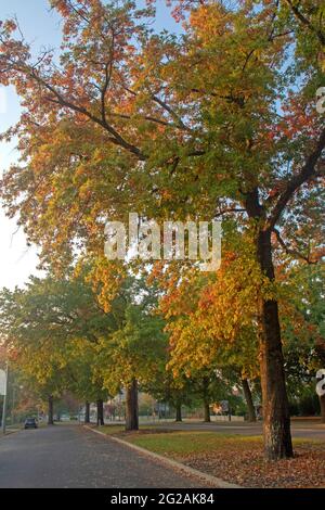 Autumn in Myrtleford Stock Photo - Alamy