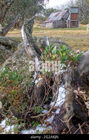 Wallace Hut, Alpine National Park Stock Photo - Alamy