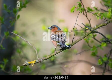 Single common chaffinch bird (Emberiza calandra) sitting on tree branch ...