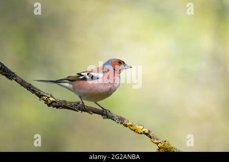 Single common chaffinch bird (Emberiza calandra) sitting on tree branch ...