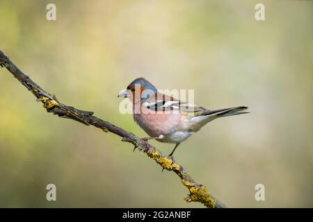 Single common chaffinch bird (Emberiza calandra) sitting on tree branch ...