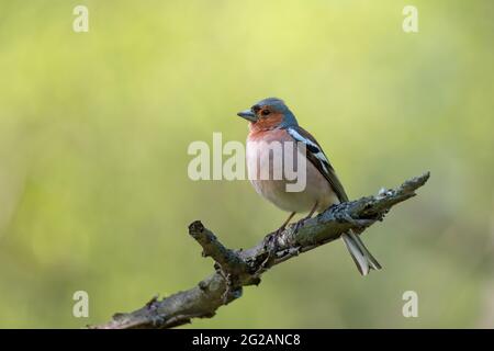 Single common chaffinch bird (Emberiza calandra) sitting on tree branch ...