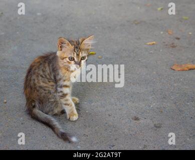 small street cat close up Stock Photo - Alamy