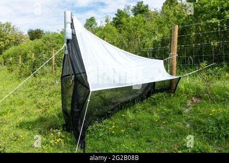Malaise trap for catching flying insects in position in coastal sand ...