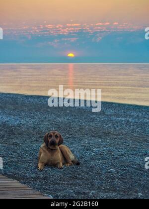 Portrait of beach dogs in Turkey Stock Photo - Alamy