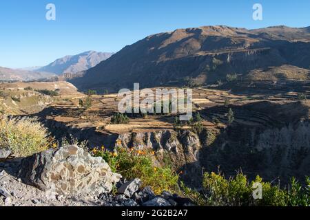 Terrace farming in the Colca Canyon, Canon del Colca, Andes Mountains ...