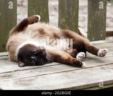Siamese cat lying on wooden floor in golden sunlight. Curiosity ...