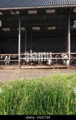 cows in half open barn behind spring flowers in grass Stock Photo - Alamy