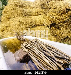 Hazel thatching spars soaking in an old bath & bundles of traditional ...