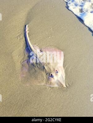 A pink dotted stingray on the beach Stock Photo - Alamy