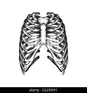 Rib cage. Skeleton anatomy human. Skeletal system cross section. vector ...
