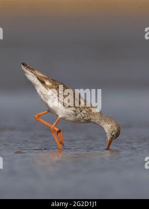 Redshank foraging for food in the winter in a frozen flooded field ...