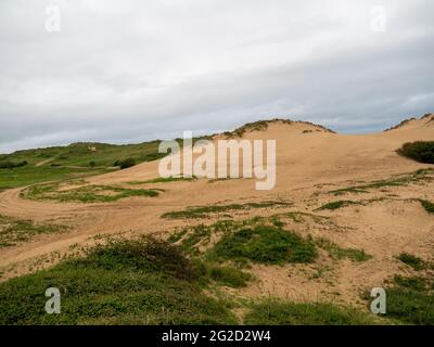 A view of Braunton Burrows sand dune system north Devon NNR nature ...