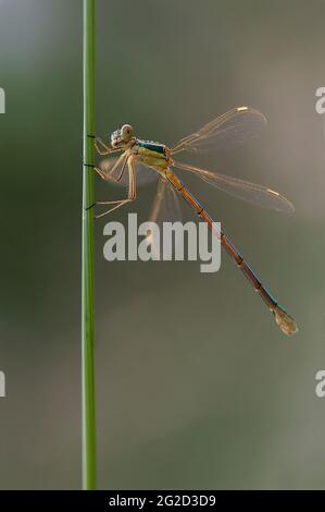 Small Spreadwing (Lestes virens Stock Photo - Alamy