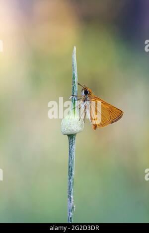 Moth,Lulworth skipper,Thymelicus acteon,feeding on nodding thistle ...