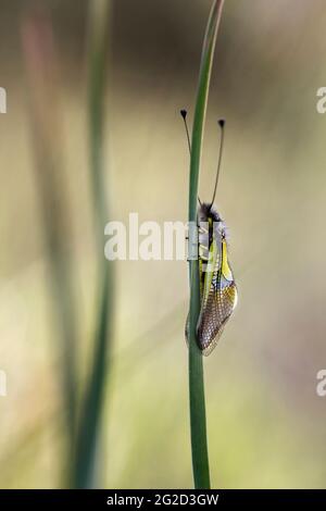 (Libelloides baeticus) Insecta Stock Photo - Alamy