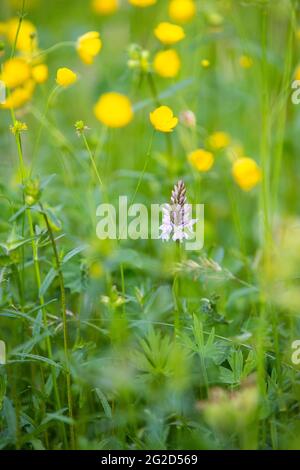 Common spotted orchid. Rose Cottage garden Stock Photo - Alamy