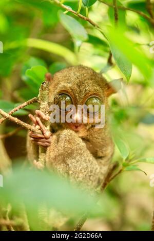 Belitung Island Tarsier (Tarsius bancanus saltator) on a branch ...