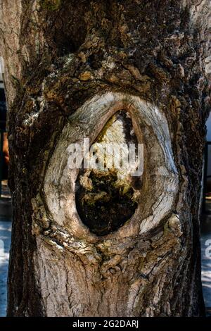 Large hollow tree trunk resembling an elephant head or Ganesha figure ...