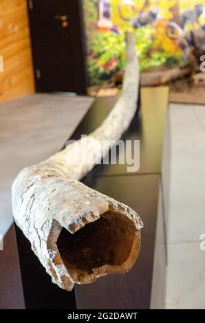 Mammoth tusk, from an extinct mammal, the Columbian Mammoth; Mammuthus ...