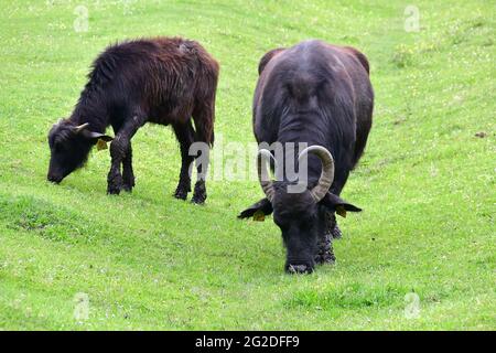 Water buffalo, domestic water buffalo, Wasserbüffel, Buffle domestique ...