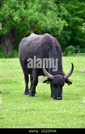 Water buffalo, domestic water buffalo, Wasserbüffel, Buffle domestique ...