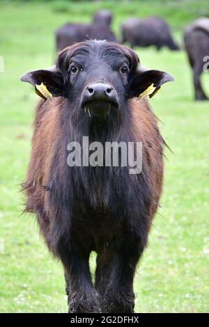 Water buffalo, domestic water buffalo, Wasserbüffel, Buffle domestique ...