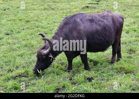 Water buffalo, domestic water buffalo, Wasserbüffel, Buffle domestique ...