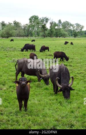 Water buffalo, domestic water buffalo, Wasserbüffel, Buffle domestique ...