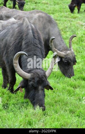 Water buffalo, domestic water buffalo, Wasserbüffel, Buffle domestique ...