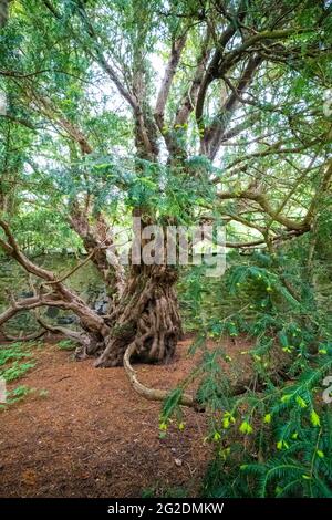 The Fortingall Yew tree in Fortingall, Glen Lyon, Perthshire, Scotland ...