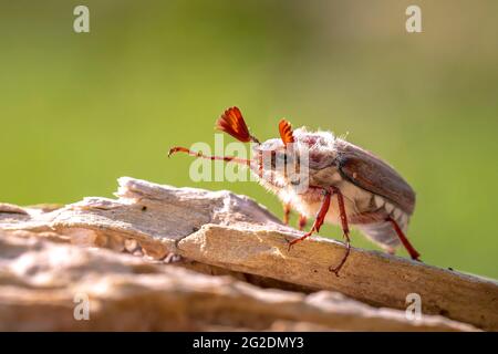 Closeup of a forest cockchafer, melolontha hippocastani, foraginging on ...