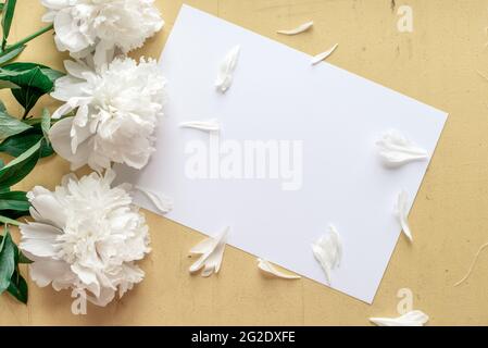 Lone beige white peony on old painted yellow wood grunge background ...